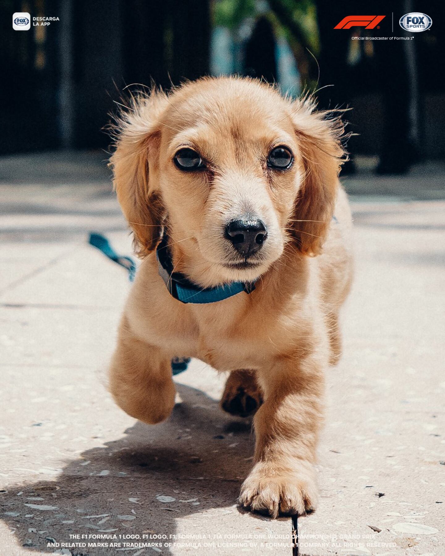 ‘Rápido, genial y MUY VALIENTE’: ¡Charles presume a su perrito Leo Leclerc Saint Mleux! (GALERÍA ...